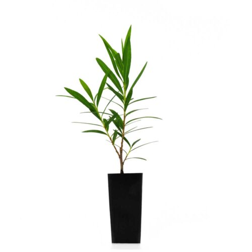 Callistemon viminalis Wildfire - Tuff Aussie Plants