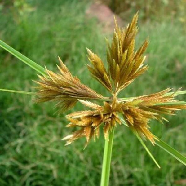 Cyperus polystachyos - Tuff Aussie Plants