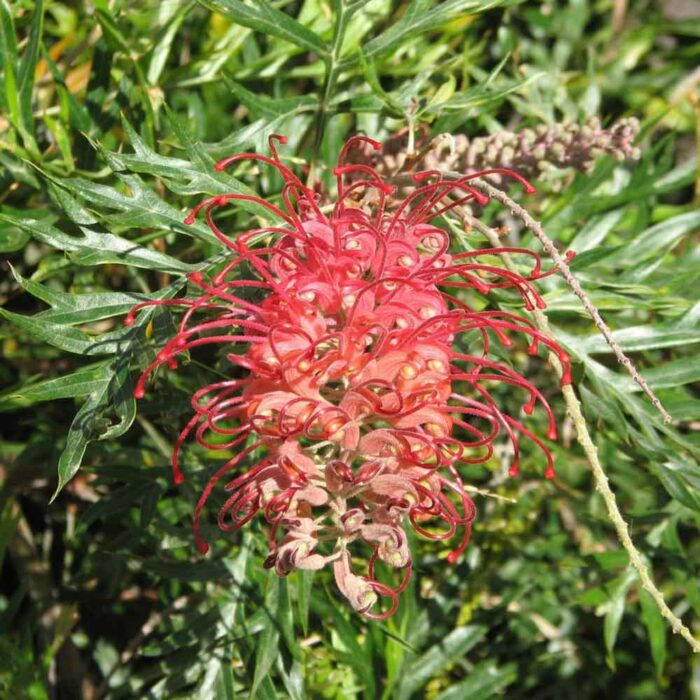 Grevillea Robyn Gordon Mini - Tuff Aussie Plants