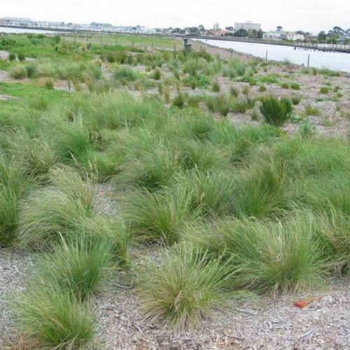 Poa labillardieri - Tuff Aussie Plants