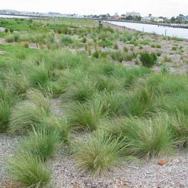 Poa labillardieri - Tuff Aussie Plants