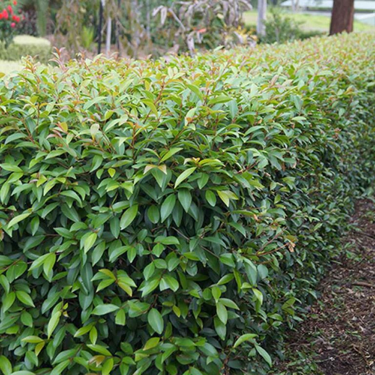 Lilly Pilly ‘Aussie Compact’ Syzygium australe Select - Tuff Aussie Plants