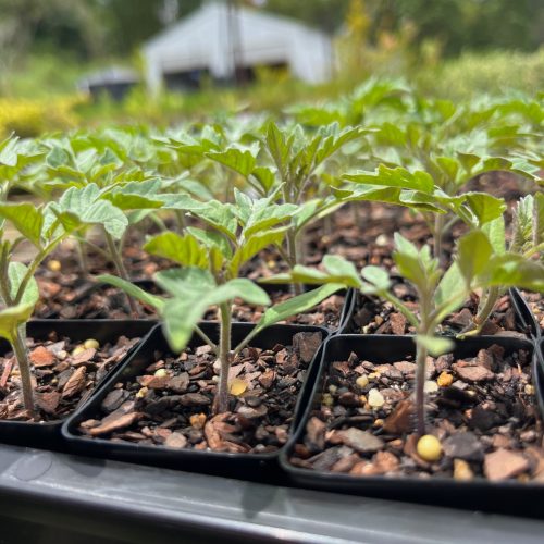 Flowering Plants - Tuff Aussie Plants