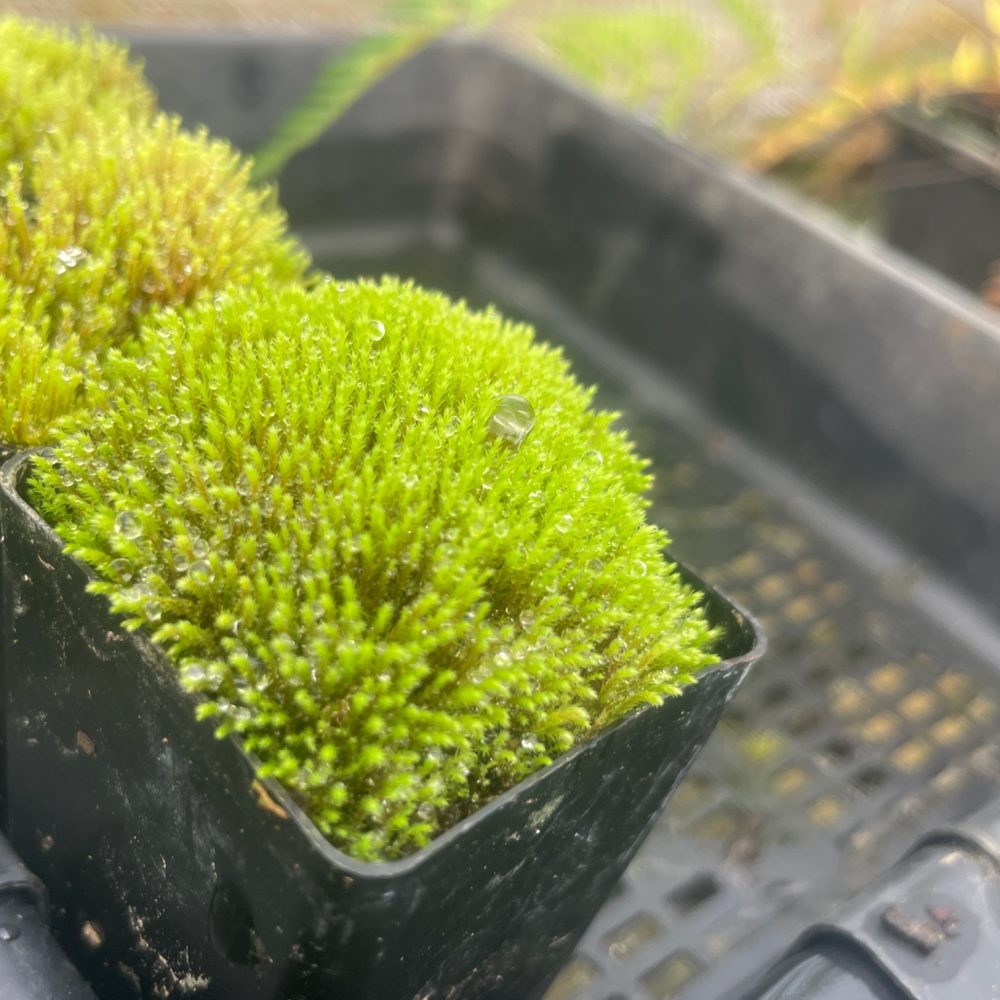 Moss Moss Moss - Tuff Aussie Plants