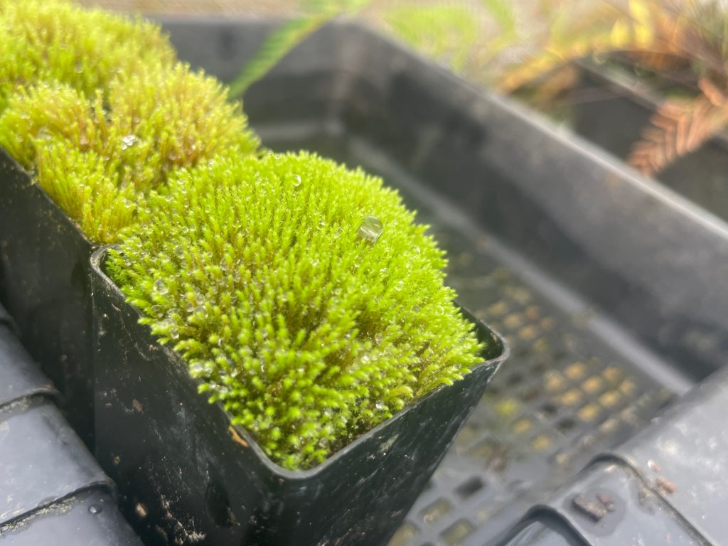 Moss Moss Moss - Tuff Aussie Plants