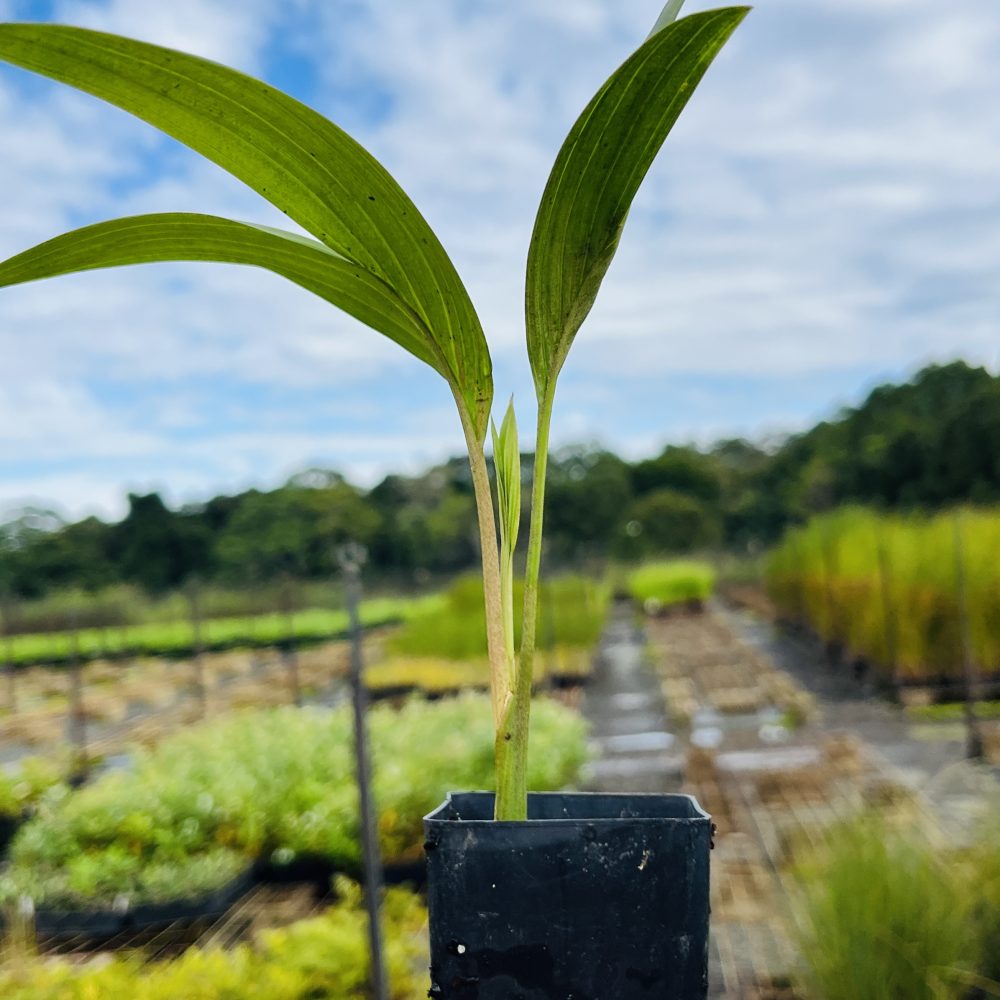 Shop - Tuff Aussie Plants