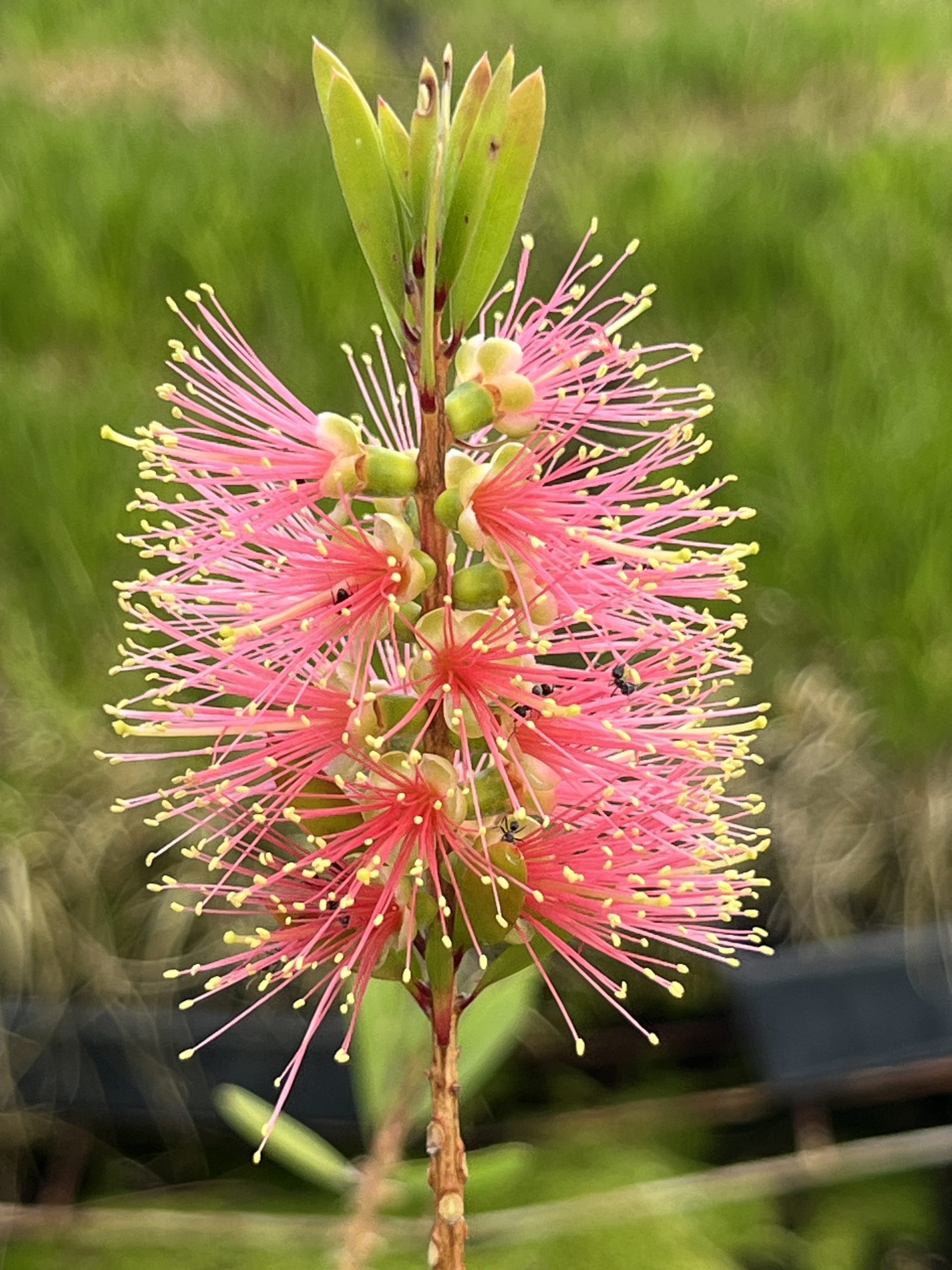Garden & Landscape tube stock Plants Australia | Tuff Aussie Plants